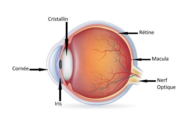 Anatomie standard : l'oeil - Centre Voir